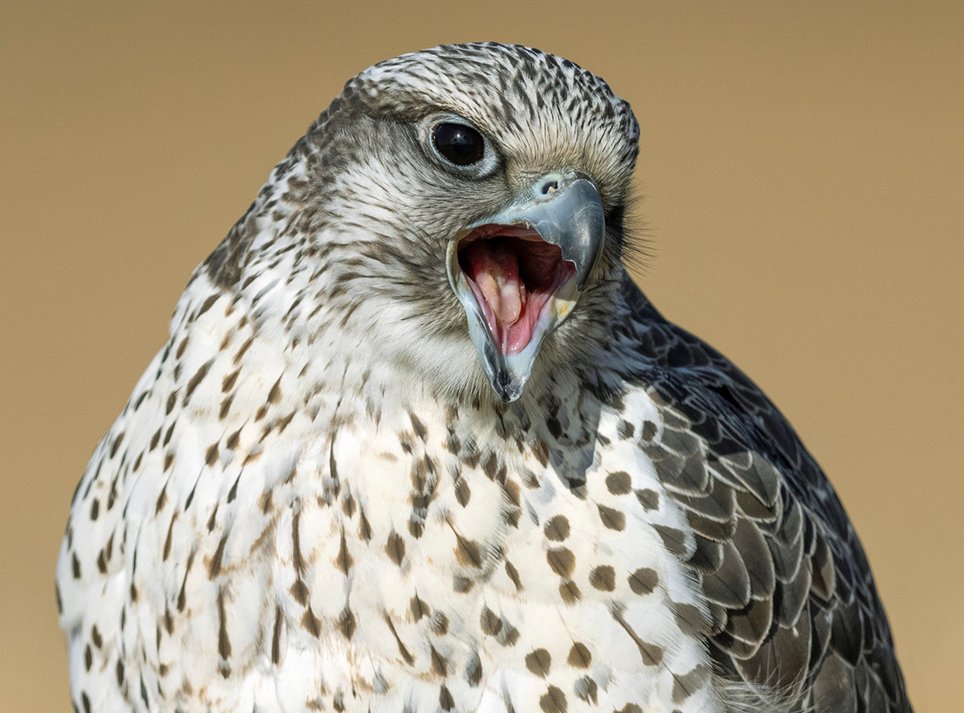 Fyrirlestur um fálka og kynning á nýrri bók | akureyri.net