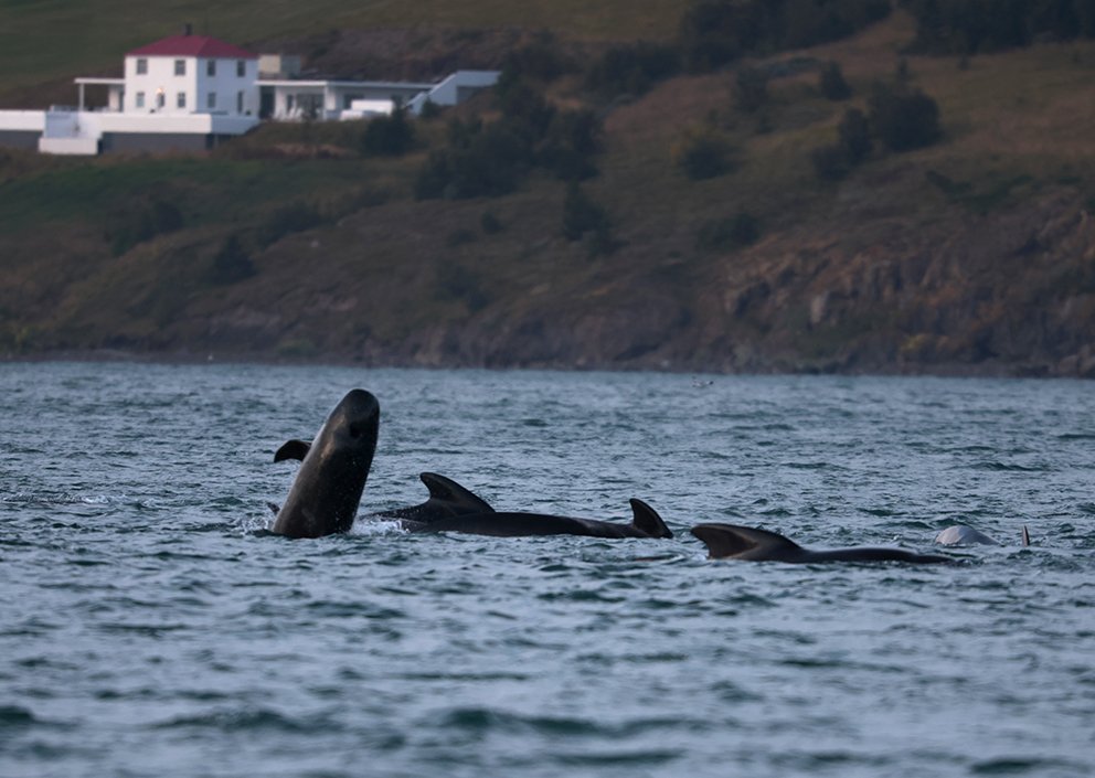 Grindhvalavaða á Pollinum í dag | akureyri.net