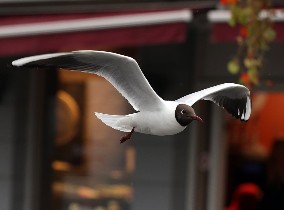 Hettumávurinn hrellir í Hafnarstrætinu | akureyri.net